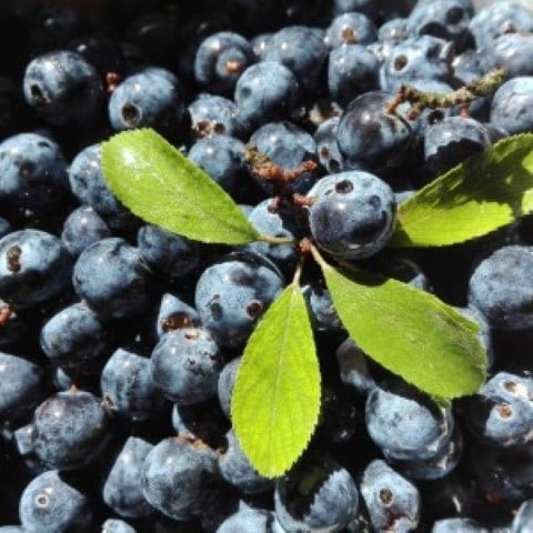 Aranyons - FITOMON BLOG by Astrid van Ginkel